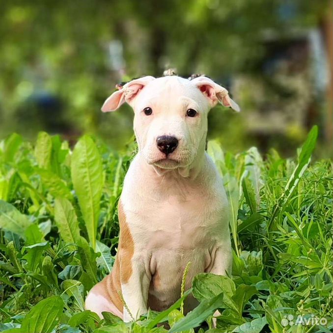 Замечательная белоголовая девочка Амстаффтерьера