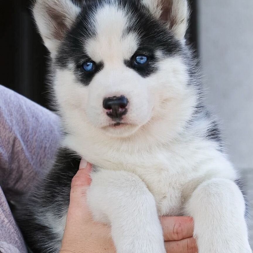Щенки сибирской хаски