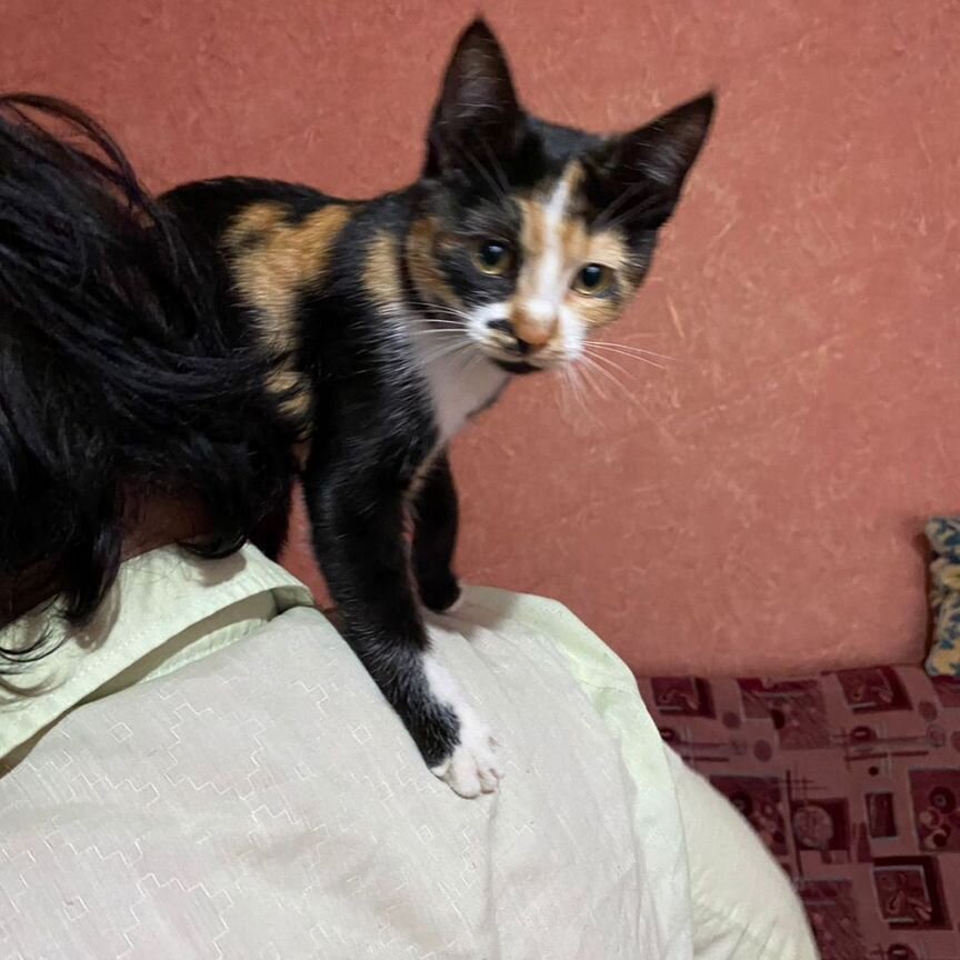 Котята в добрые руки бесплатно