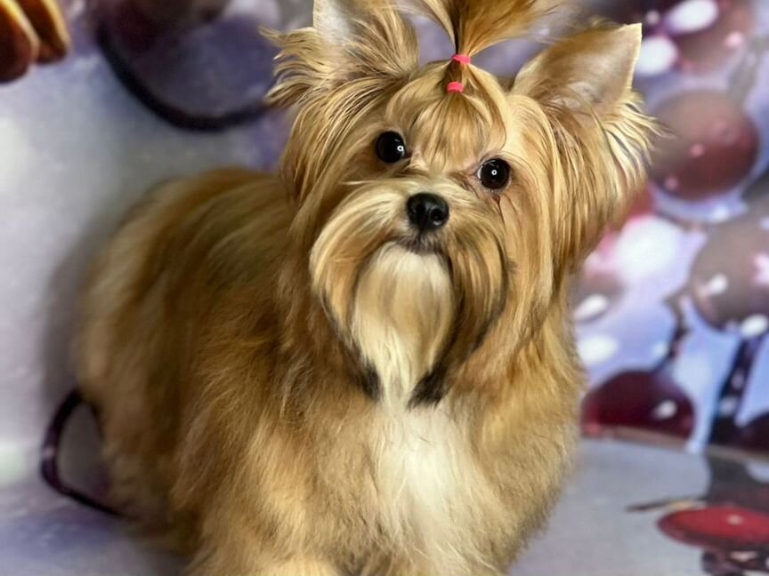 Русская салонная