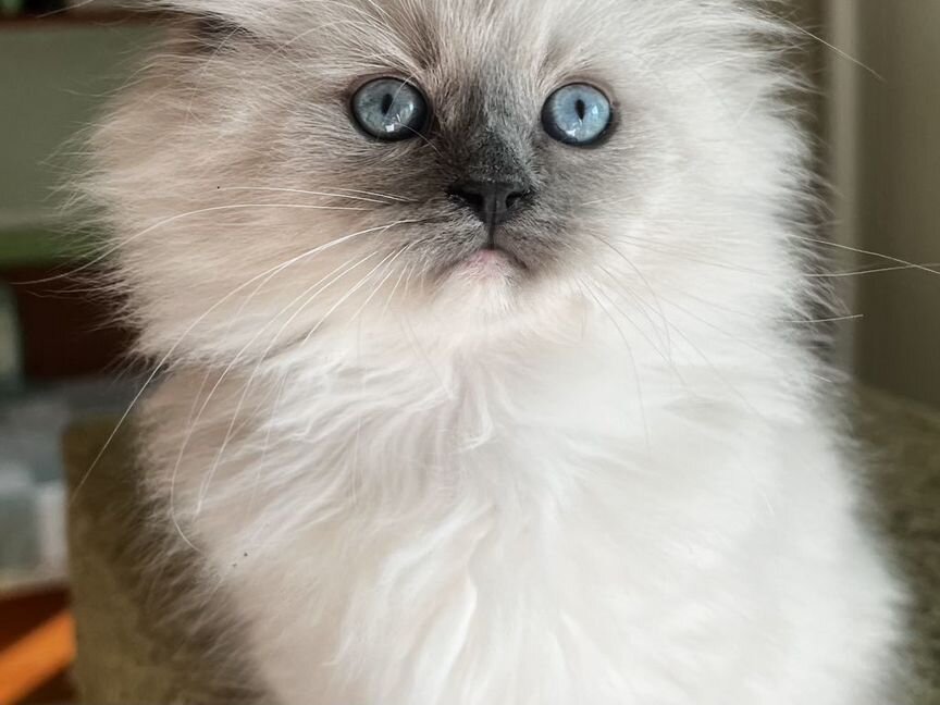 Котенок по имени Лапик)