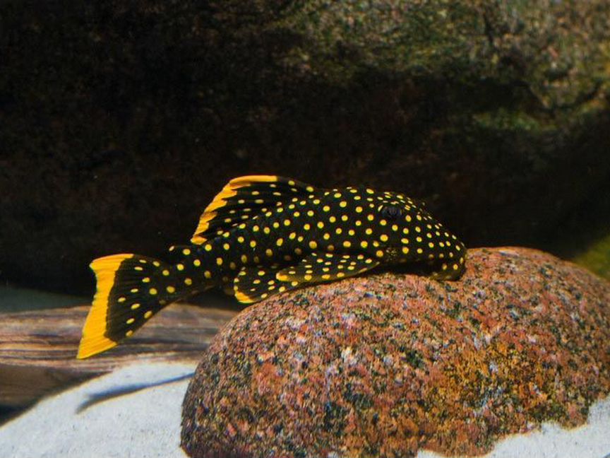 L-177 Желтоточечный Плеко (Baryancistrus xanthell