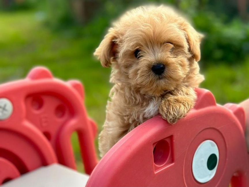 Мальтипу f1 mini кукольные детки