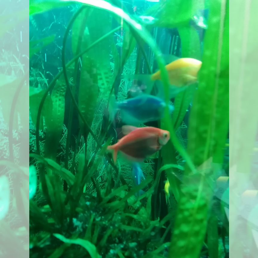 Рыба тернеции