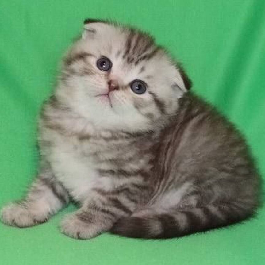 Шотландский вислоухий короткошёрстный котёнок