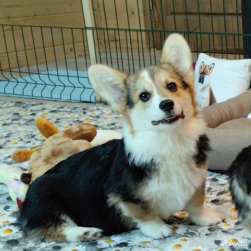 Собака - улыбака. Beльш Кoрги Пембpок