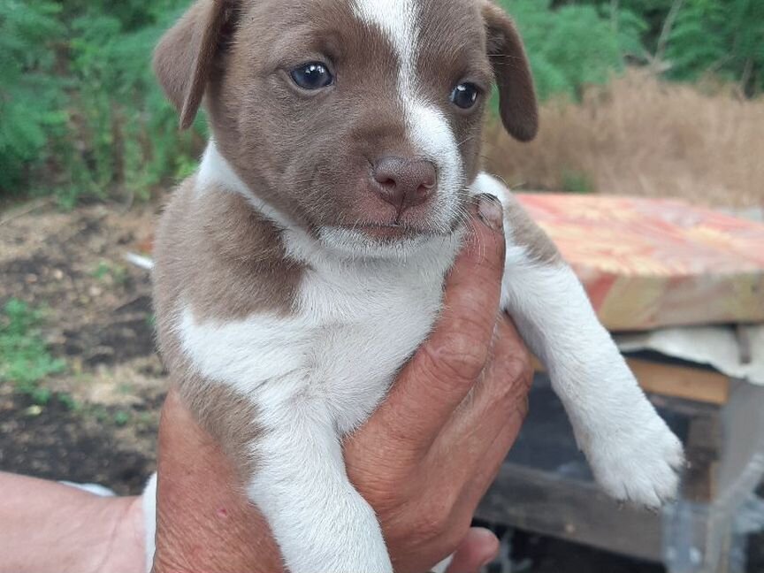 Собака в добрые руки отдам бесплатно