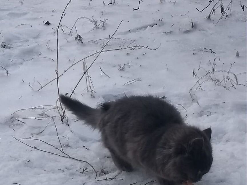 Котята в добрые руки бесплатно