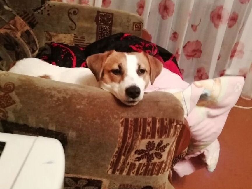 Джек рассел терьер