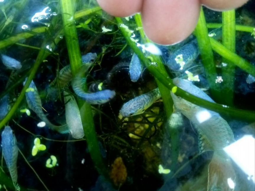 Макропод рыбка