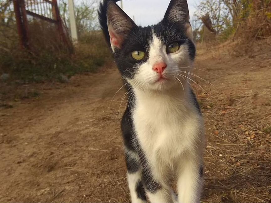 Отдам Котенка 5 месяцев