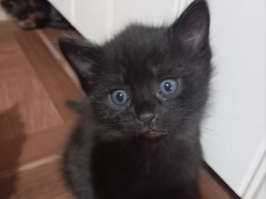 Красавцы Котята