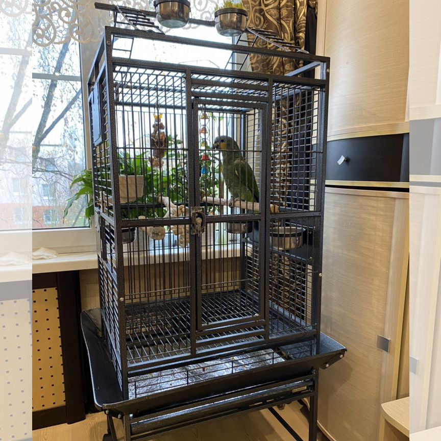 Попугай амазон