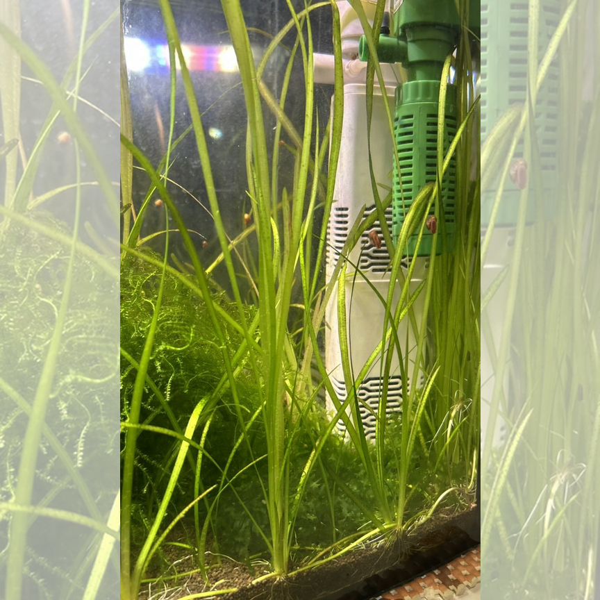 Аквариумные растения