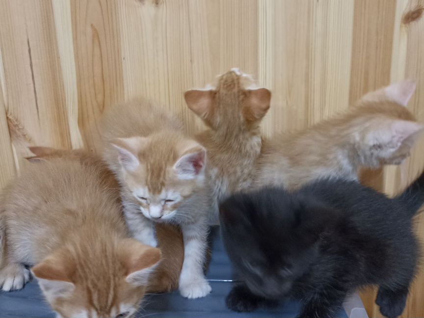 Котята мейн-кун