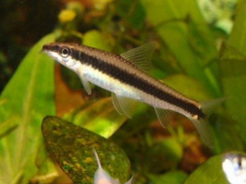 Сиамский водорослеед