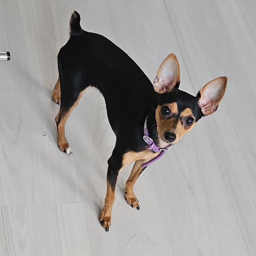 Русский той-терьер, щенок