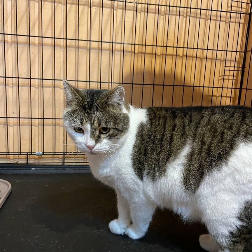 Пончик ищет дом