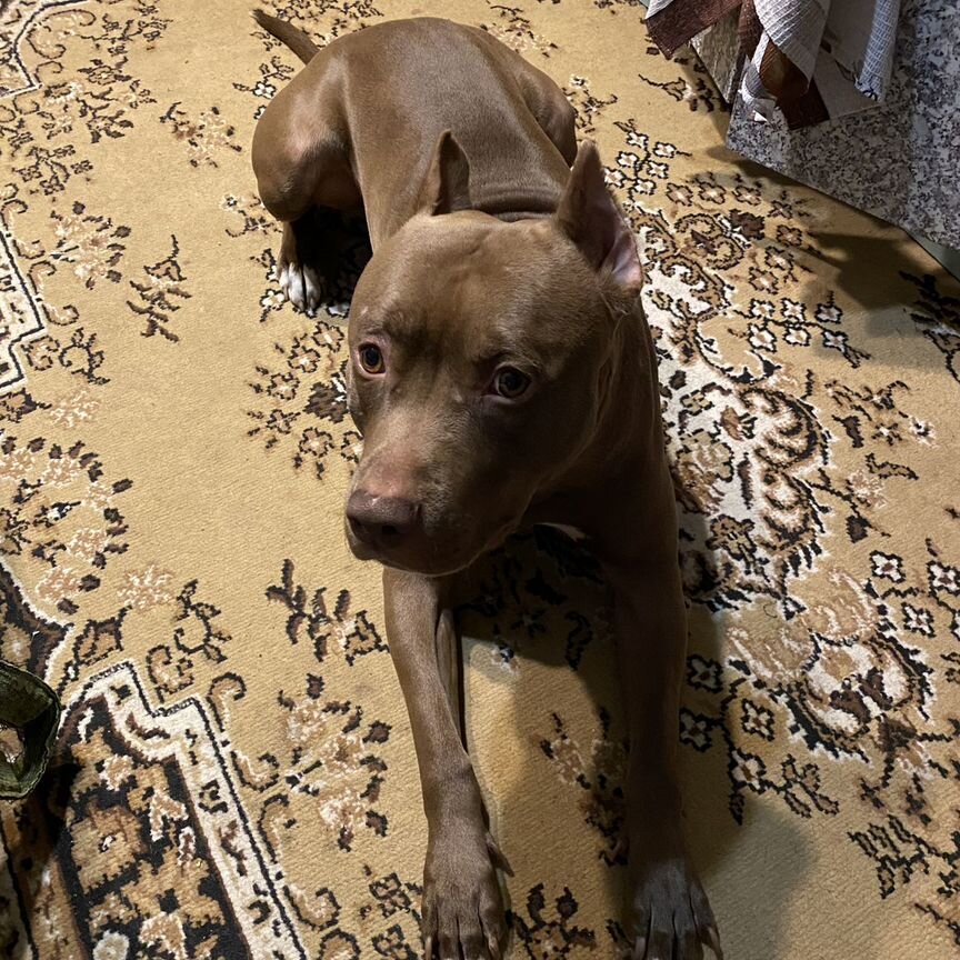 Американский питбультерьер, взрослый пёс