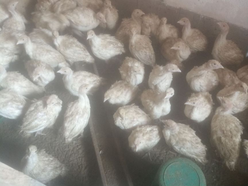 Индюшата хайбрид конвертер Канада