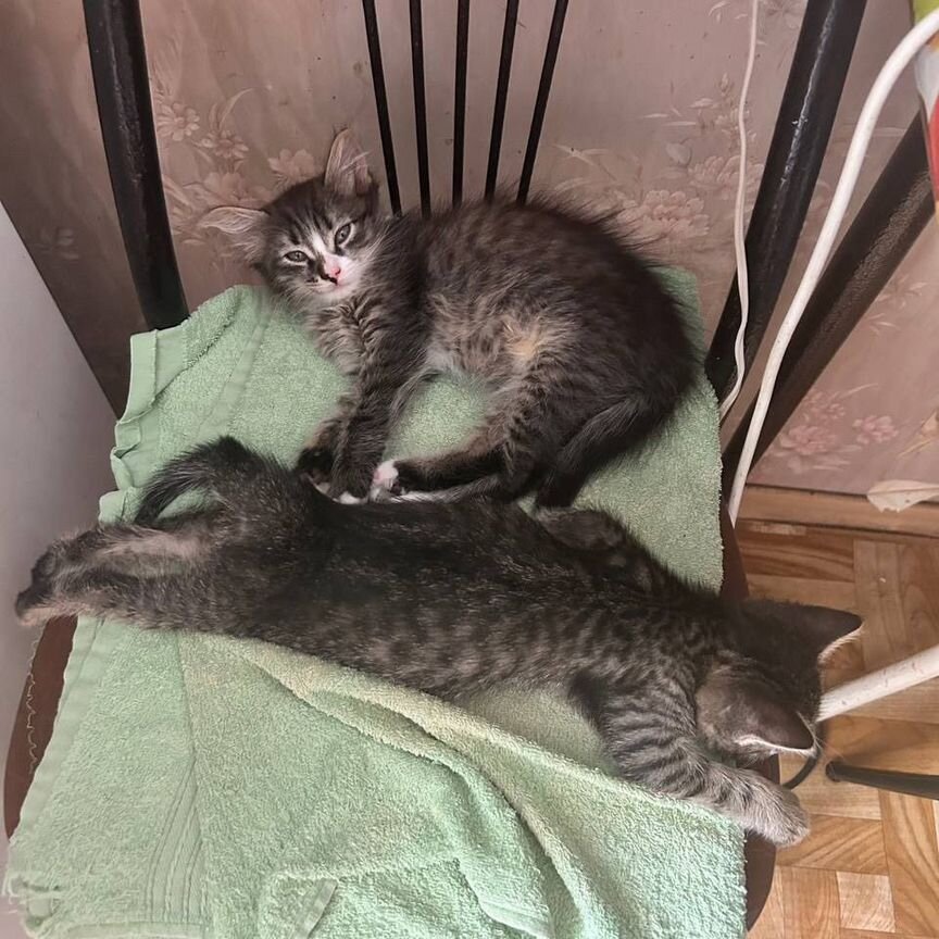 Кошки в добрые руки