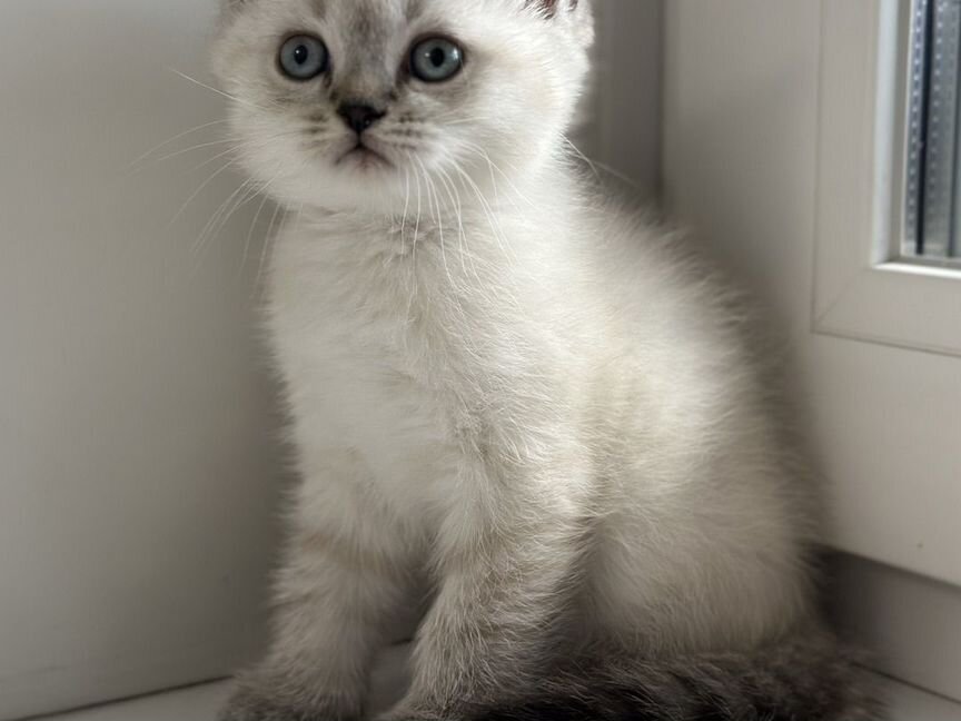 Шотландские котята