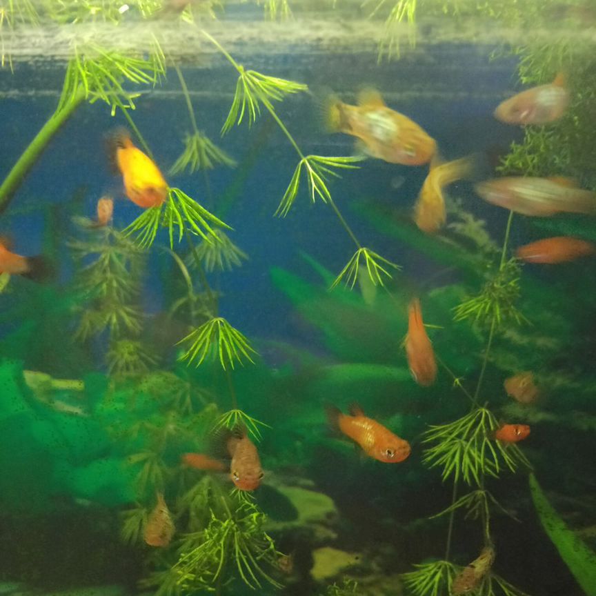 Рыбки пецилия