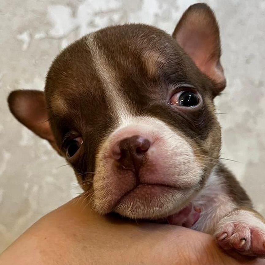 Американский булли, щенок