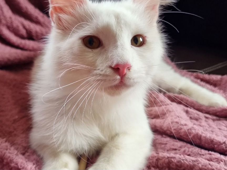 Белый пушистый котенок Анжело 6 мес