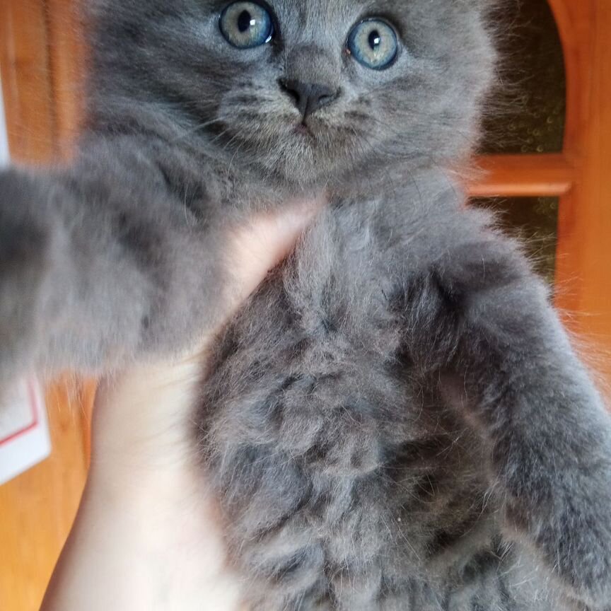 Шотландская вислоухая