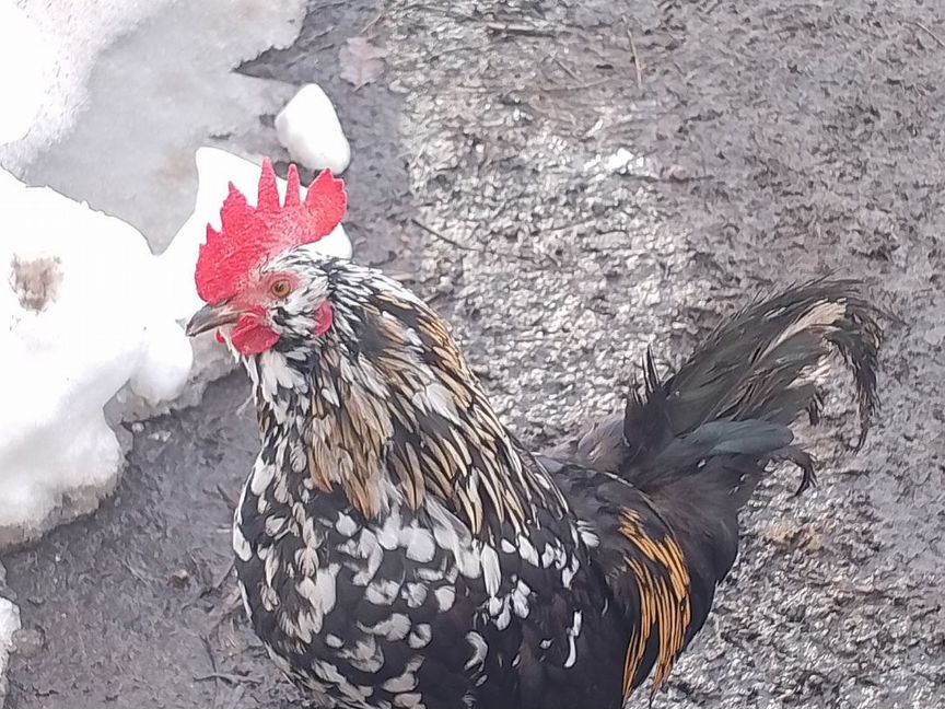 Петухи бентамки