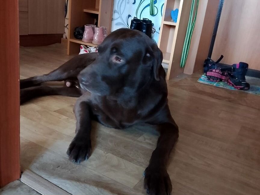 Лабрадор в хорошие руки