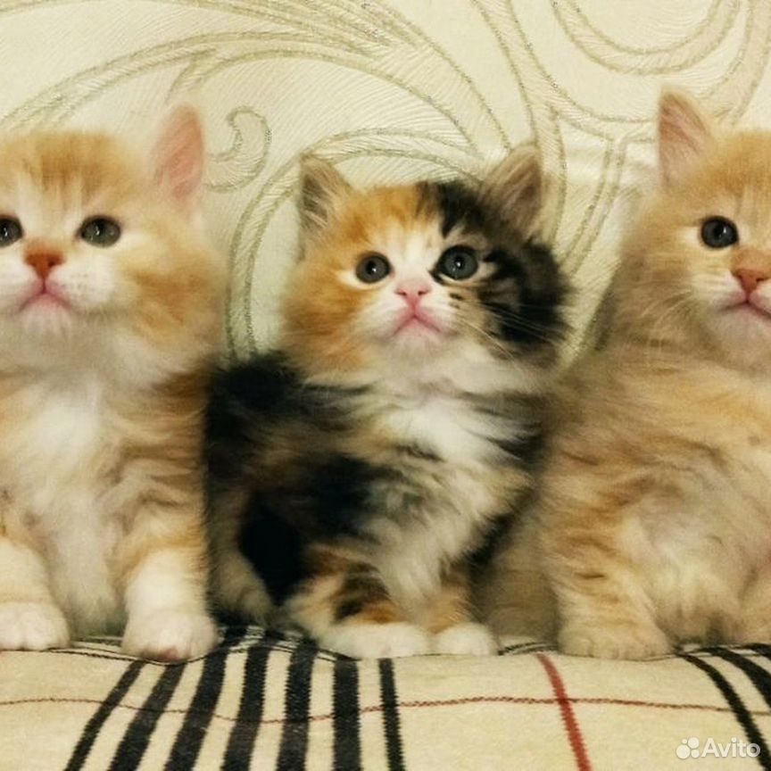 Котята курильского бобтейла
