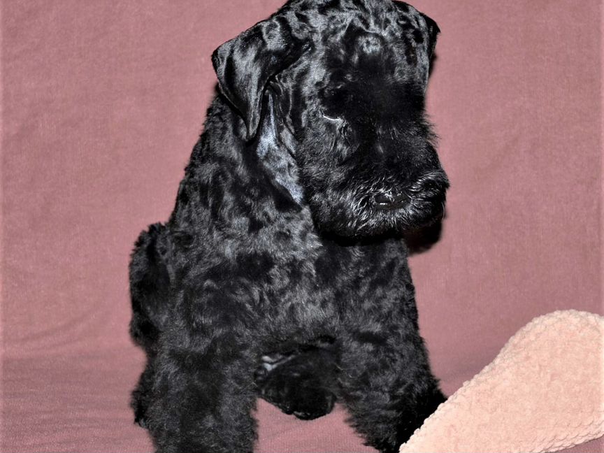 Щенки керри блю терьер