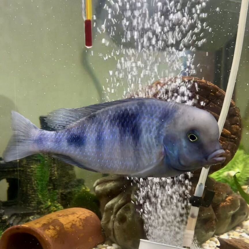 Голубой дельфин