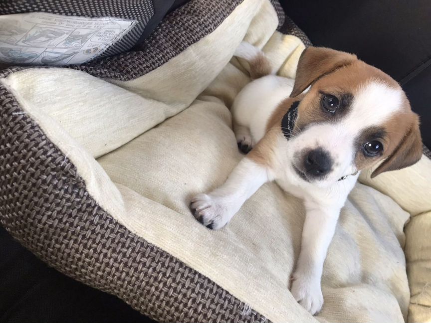 Джек Рассел терьер