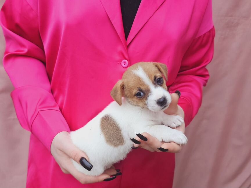 Джек Рассел терьер