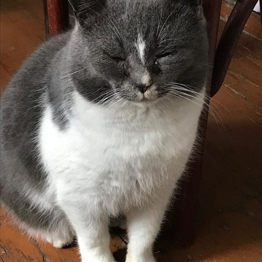 Потерялся кот