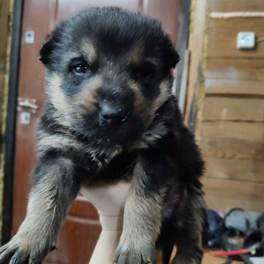 Немецкая овчарка, щенок