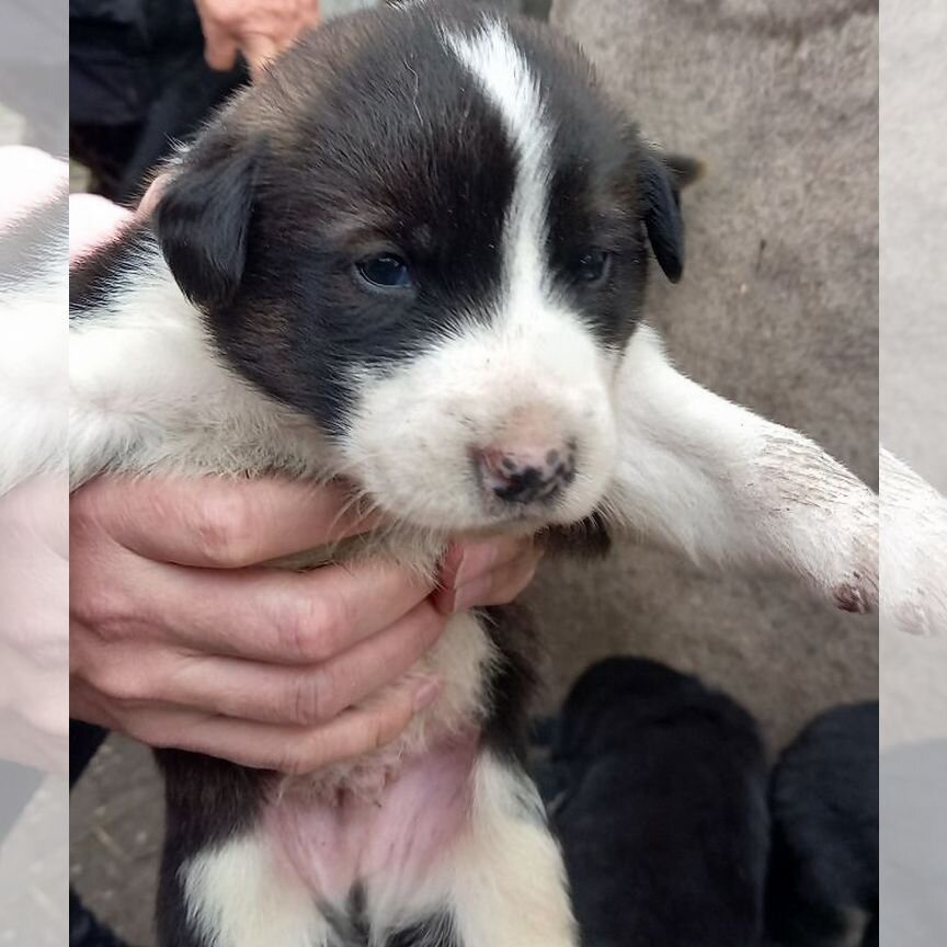 Щенки восточно Сибирской лайки