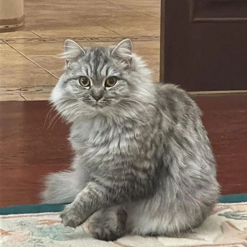 Кошка Пуша супер пушистая