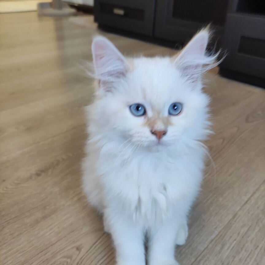 Невские маскарадные котята