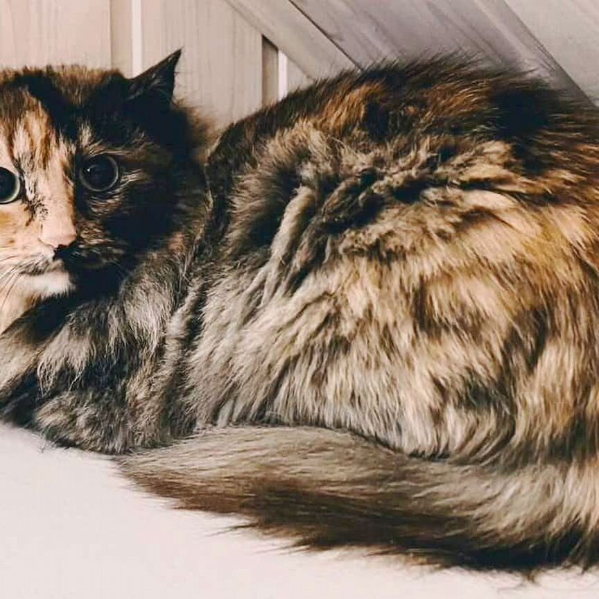 Черепашка, умница