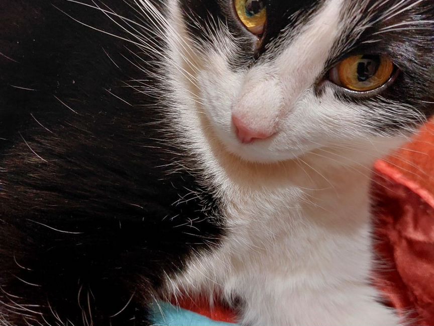 Кошки в добрые руки бесплатно