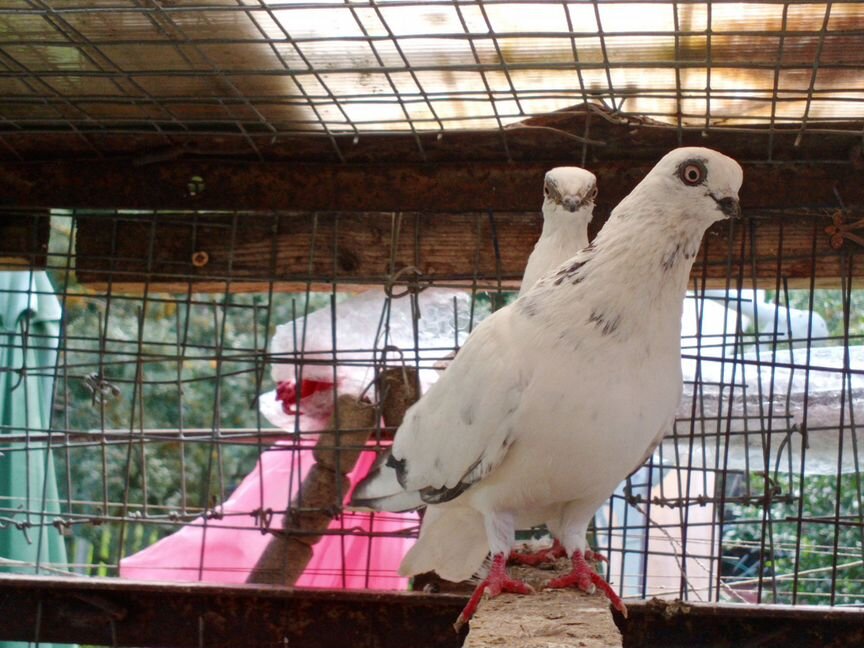 Голуби венские