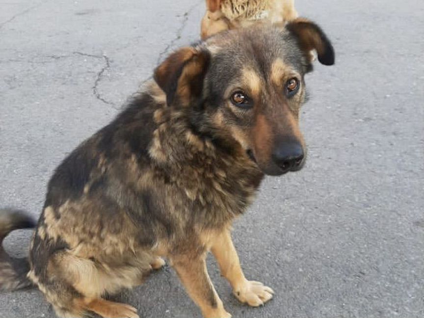 Собака в добрые руки