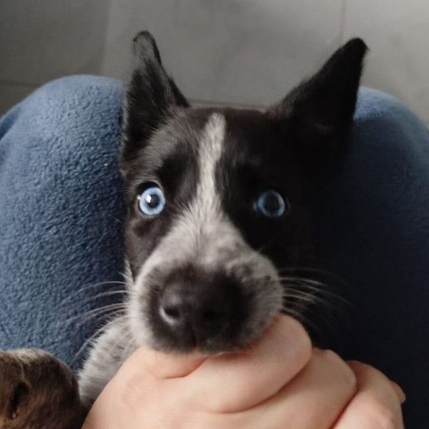 Щенок в добрые руки полтора месяца