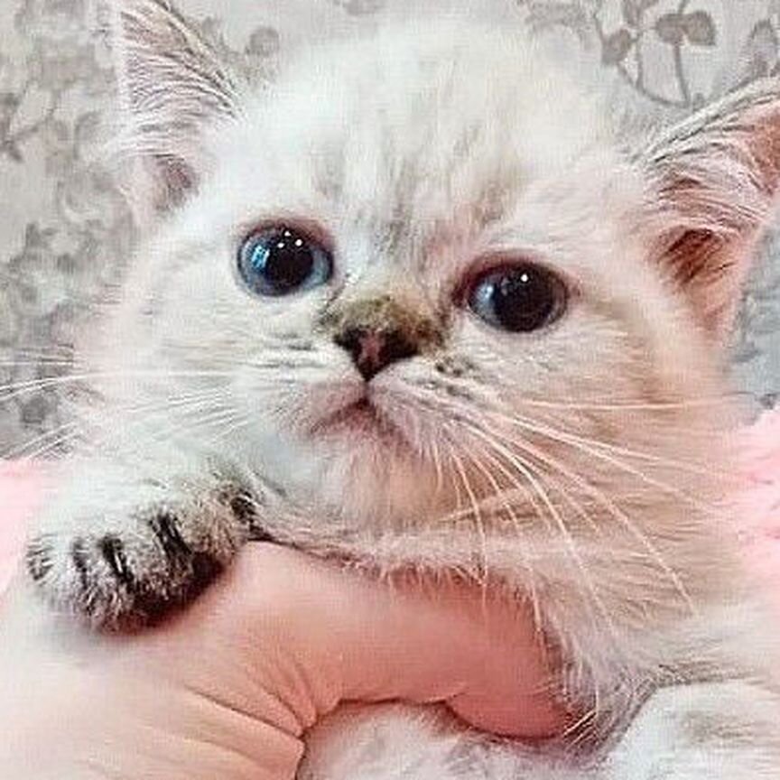 Шотландские мимишки колор-пойнт