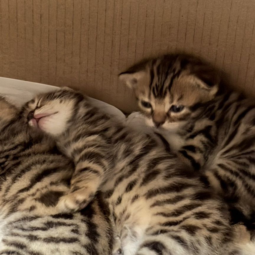 Бенгальские котята