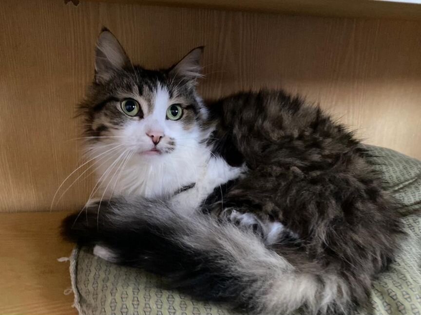 Котик в ваш дом